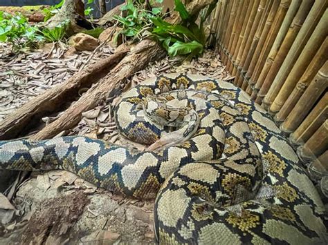 Reticulated Python In Captivity In Cairns Australia Stock Image Image Of Trunk Pattern
