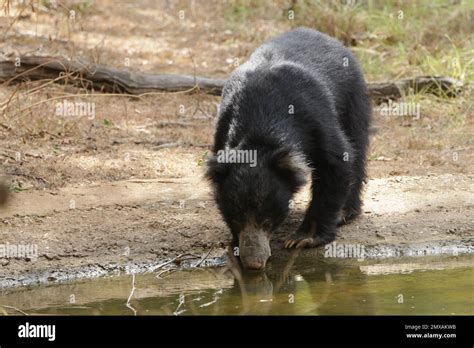Sri Lankan Sloth Bear In Thw Wild Visit Sri Lanka Stock Photo Alamy