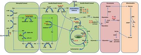 22 Schematic Representation Showing Effect Of Edu Treatment On C4 Cyle Download Scientific