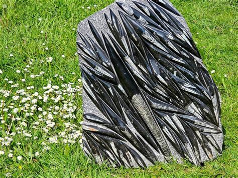 Extra Large Orthoceras Fossil Plate Distinction Crystals