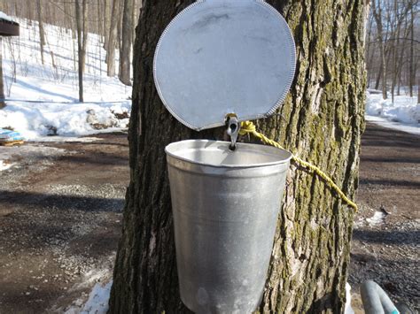 Historically Sweet Maple Syrup Mark Cullen