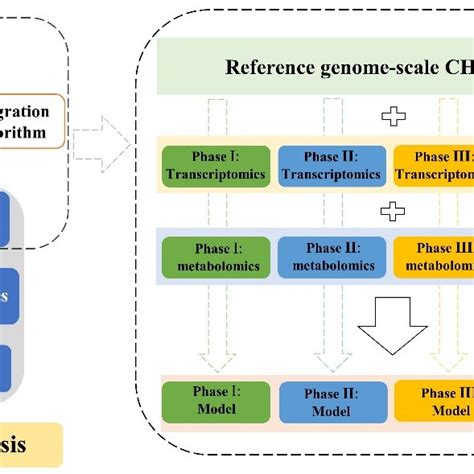The Framework To Formulate Different Genome Scale Metabolic Models By Download Scientific