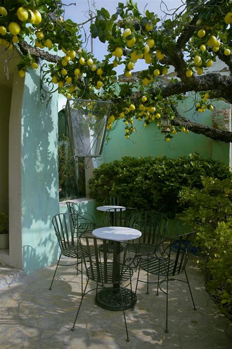 가구 감귤류 감귤류의 레몬 경치 고요한 과일 그늘 노란색 노천 녹색 녹지 뒤뜰 러스틱 레몬 레몬 트리 무성한 상쾌한 식물 식물의 식물학