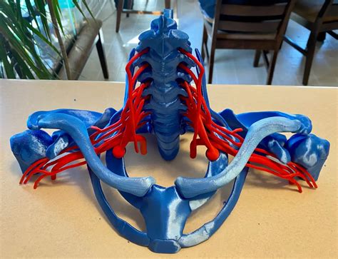 16 Piece Full Size Brachial Plexus Model 3d Model By Davemakesstuff On Thangs