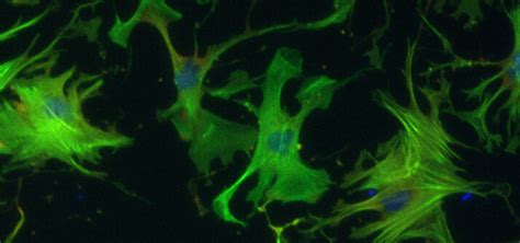 Cellpose4 Cellpose Sam Tests Image Analysis Image Sc Forum