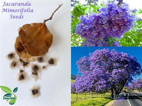 Jacaranda Tree Seeds Blue Jacaranda Seeds Jacaranda Mimosifolia