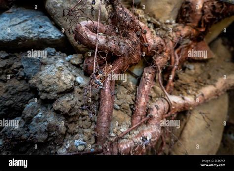 Tree Roots Extending Beneath The Soil In India Showcasing Nature S Incredible Visual Roots