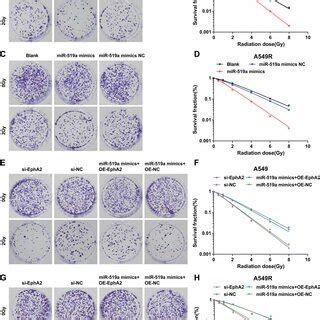 Restored Mir 519a And Depleted Epha2 Reduce Invasion And Migration
