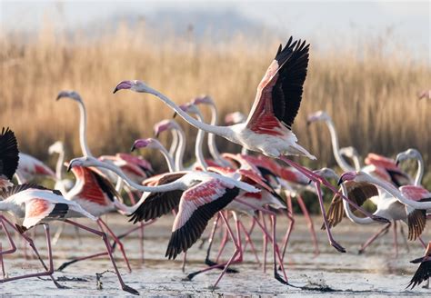 Flamingos Nest For The First Time In Albania At Narta Lagoon