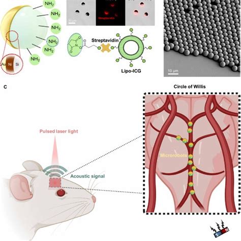 Microrobot Design And Experimental Procedure Of Optoacoustic Tracking