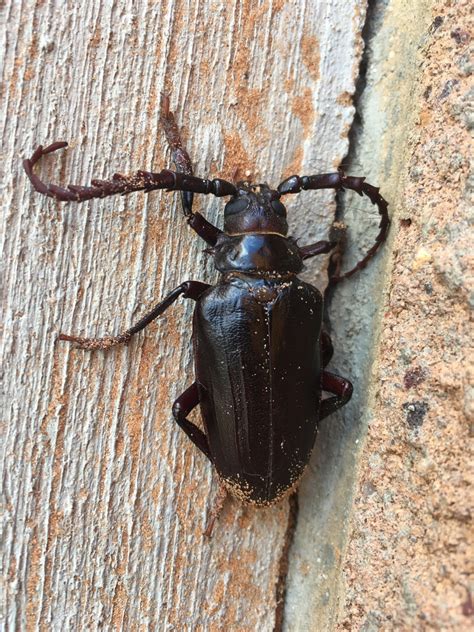 Prionus Heroicus Longhorn Beetles Of The United States Pt2 · Inaturalist