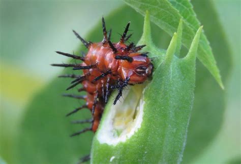 Gulf Fritillary Butterfly Caterpillar