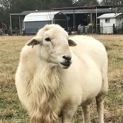 Stringer Bridge Farm Youtube