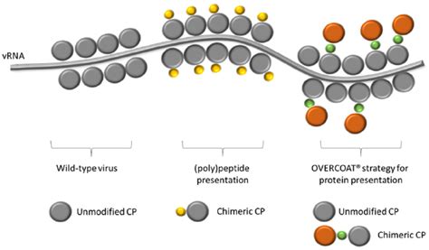 Schematic Representation Of A Pvx Nanoparticle Showing The Viral Rna Download Scientific