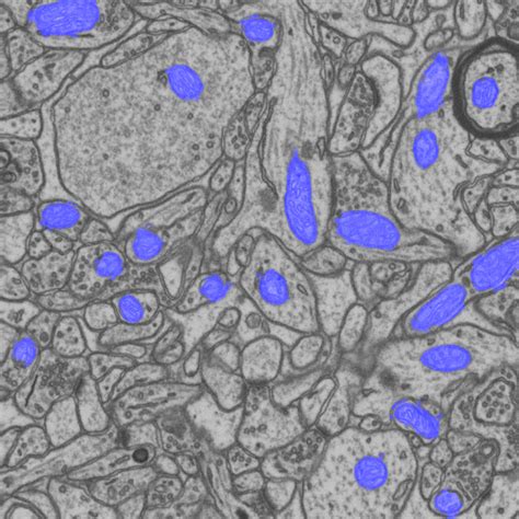 modeling the brain ‒ cvlab ‐ epfl