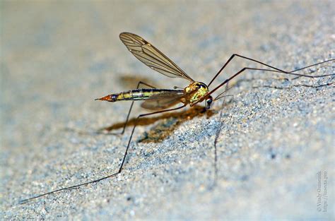 Photo 93354 Tipula Sp