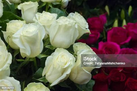 장미 꽃다발의 사진입니다 가시가 많은 부시 또는 나무 일반적으로 빨간색 분홍색 노란색 또는 흰색 향기로운 꽃 북쪽 온화한 지구에 출생지 곰 2월에 대한 스톡 사진 및 기타