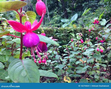 Angel Earring Flower Stock Image Image Of Green Garden 102794041
