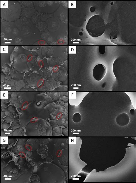 The Sem Micrographs Of Tio2 Nrs Deposited By Spray Coating On Silicon