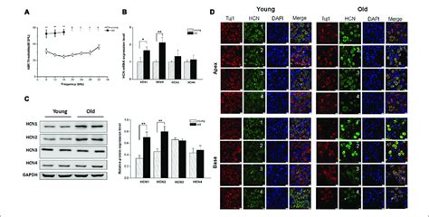Increased Expression Of Hyperpolarization Activated Cyclic Download Scientific Diagram
