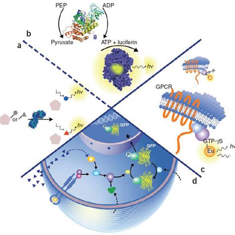Pdf High Throughput Screening Assays For The Identification Of Chemical Probes