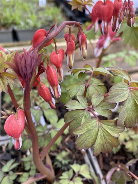 Dicentra ‘Valentine’ – Hare Spring Cottage Plants