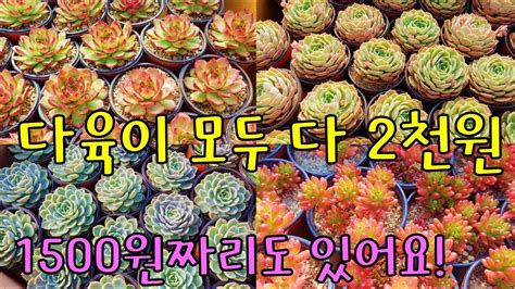 하니다육 국민다육 특집 010 8061 7494 24시간 문자 주문 가능 Youtube