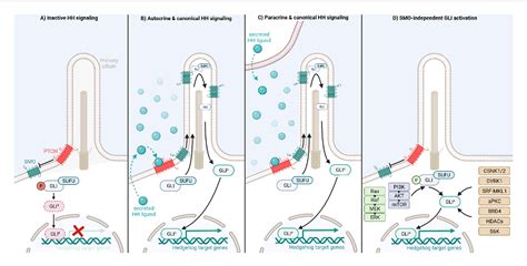 Figure 1 From Hedgehog Gli Signaling In Hematopoietic Development And Acute Myeloid Leukemia