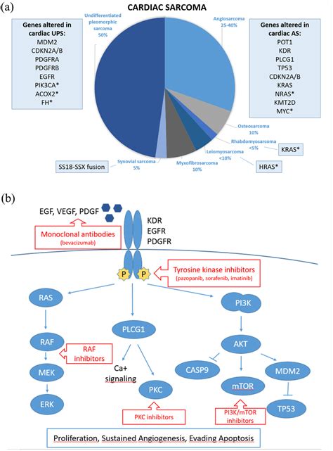Mutational Landscape And Potential Targeted Therapy In Cardiac Sarcoma Download Scientific
