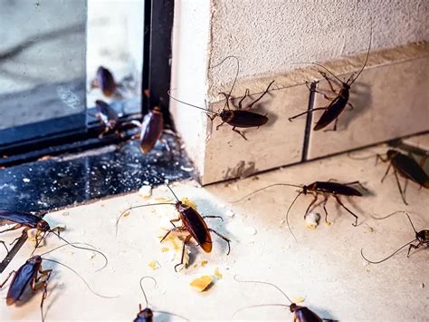 Bed Bugs Cockroaches Fumigation And Pest Control Services In Nairobi