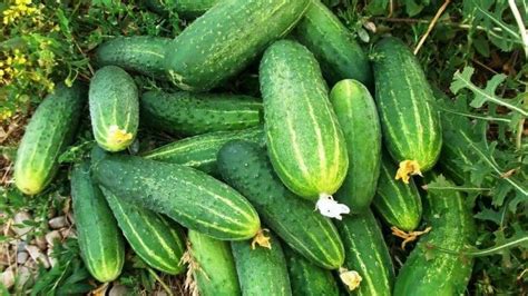 Огурцы Феникс: описание сорта, фото кустов и плодов, отзывы дачников со ...