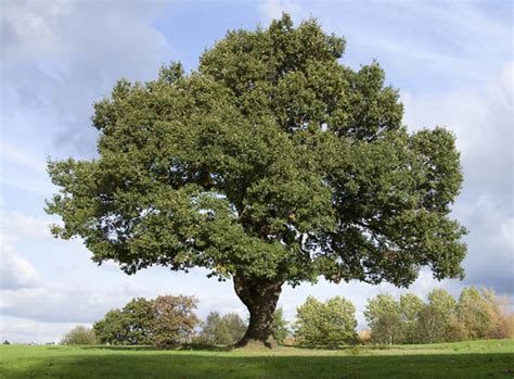 British Oak Tree Threat Michael Gove S Plan To Stop A Disease From Wiping Out Oaks Politics