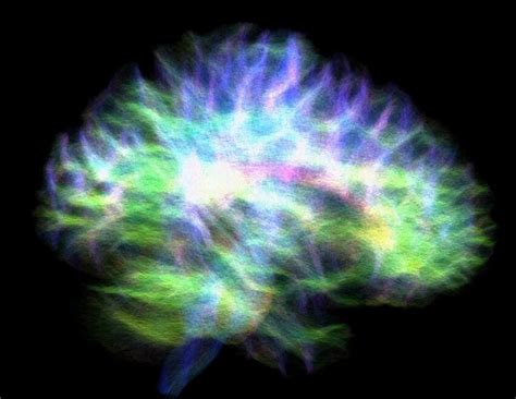 Brains Detail Mapped Better R Quantumarchaeology