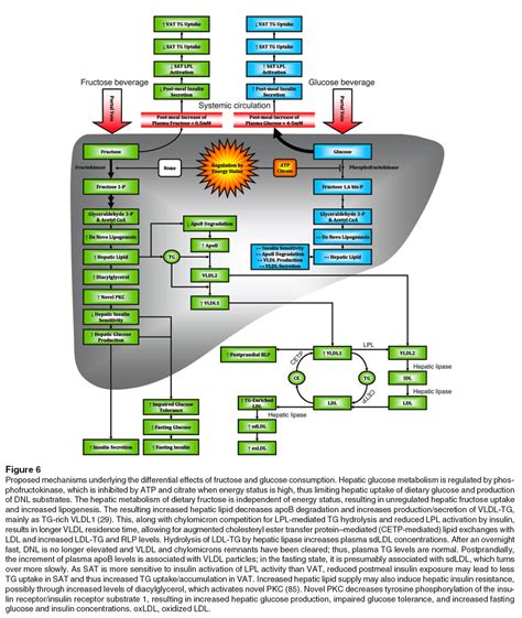 Trialblog Hepatic Metabolism