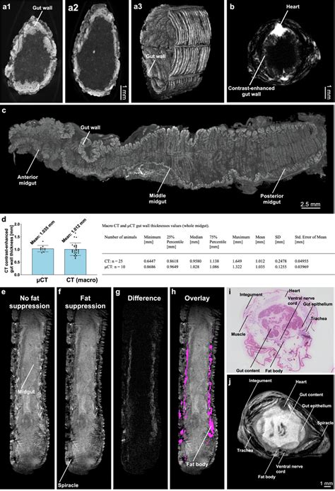 High Resolution Verification Of In Vivo Measurements Of Multimodal Download Scientific Diagram