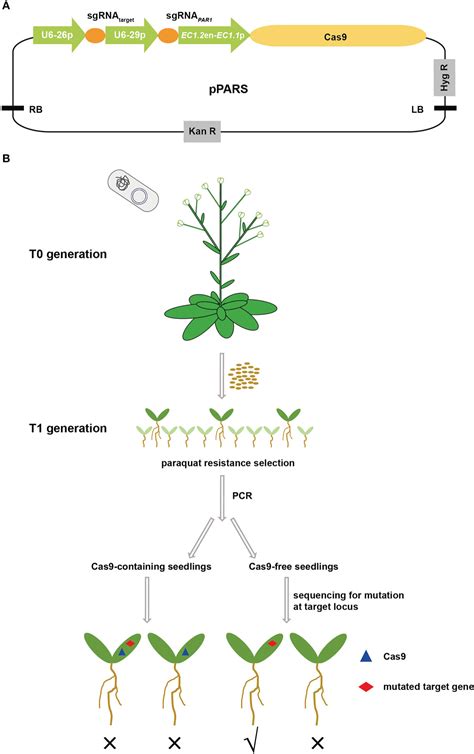 Crispr Cas9 Mediated Gene Targeting In Arabidopsis Using 52 Off