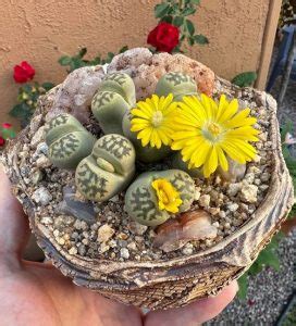How To Grow And Care For Living Stone Plants Succulent Garden Web