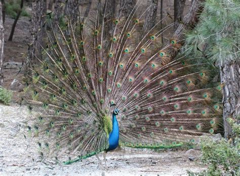 Peacock And Its Flashy Feathers