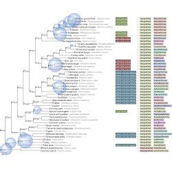 ETE Toolkit Analysis And Visualization Of Phylogenetic Trees