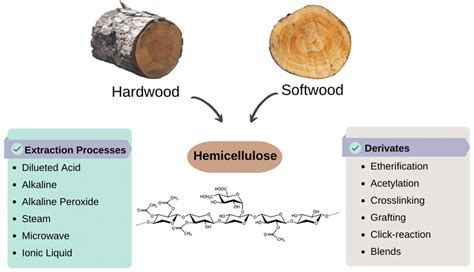 Hemicelluloses Source From Hardwoods General Structure Extraction Download Scientific