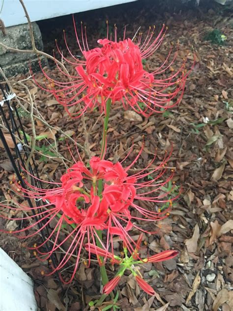 Warning Shape Mismatch When Trying To Apply Embedding Embedding Will