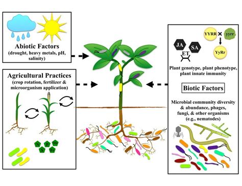 Frontiers Metagenomic Analysis Reveals Bacterial And Fungal Diversity