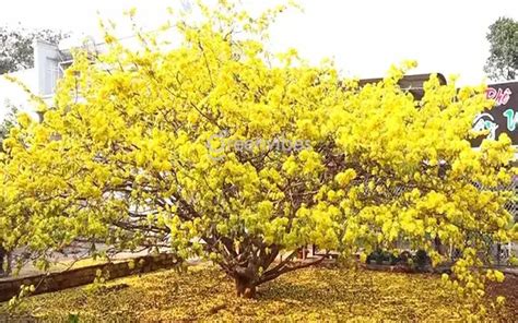 Top 10 Cây Mai đẹp Nhất Việt Nam Nhất định Phải Chiêm Ngưỡng