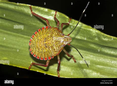 Amazon Insect Hi Res Stock Photography And Images Alamy