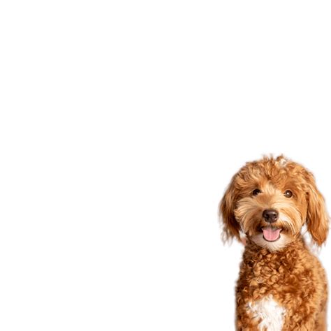 Mini Goldendoodle Puppies For Sale Doodledee Goldendoodles And More