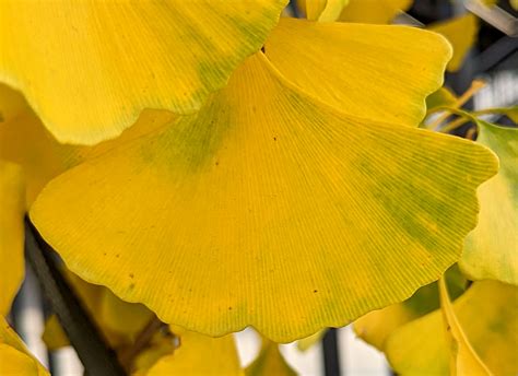 Louisville Fossils And Beyond 2021