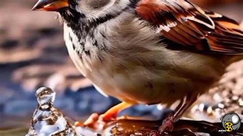 کلیپ شاد بچه های دنیا فیلو