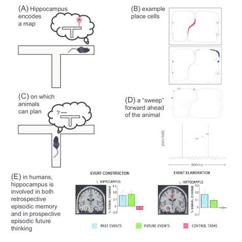 Hippocampal Contributions To Decision Making A The Hippocampus Download Scientific Diagram