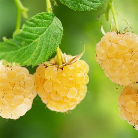 Buy Fall Gold Raspberry Plants For Sale Golden Raspberries Perfect