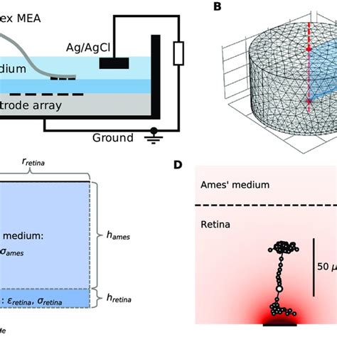 Model For The External Electrical Stimulation Of The Retina A